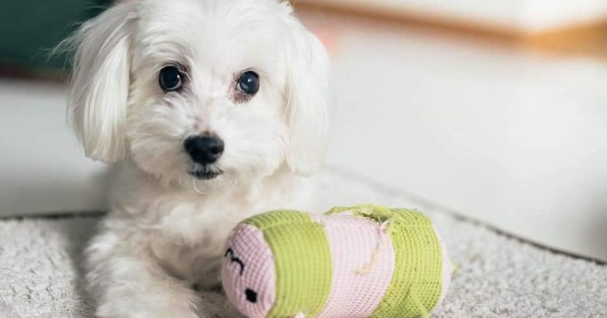 Best Pet Shops in Singapore for Food, Supplies, Toys and More